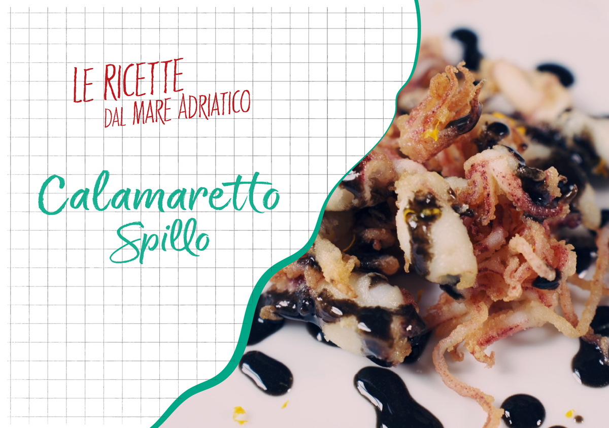 Ricette dal Mar Adriatico: Calamaretti Spillo – Hadria 37